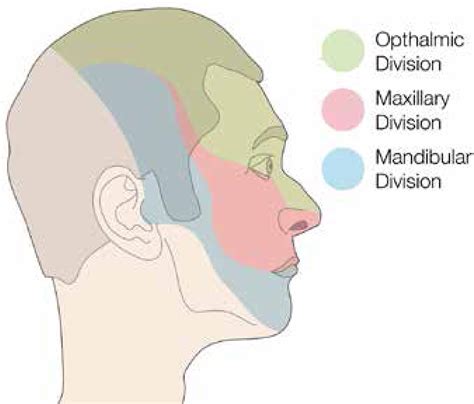 Dermatomes Face And Scalp