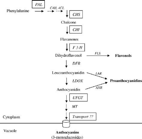 Simplified Anthocyanin Biosynthesis Pathway The Genes Discussed In