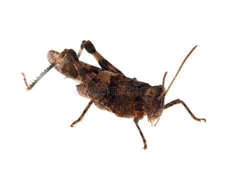 Blue Winged Grasshopper Isolated On White Background Oedipoda Caerulescens Stock Image Image