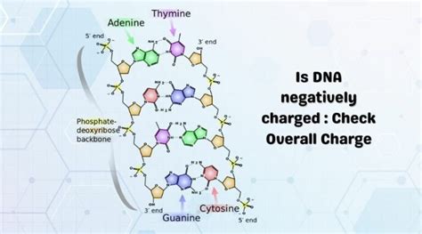 Is Dna Negatively Charged Check Overall Charge