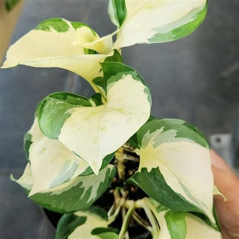 Harlequin Pothos Etsy