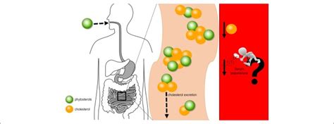 The Need For Sex Hormone Analysis In Addition To Long Term Follow Up Of