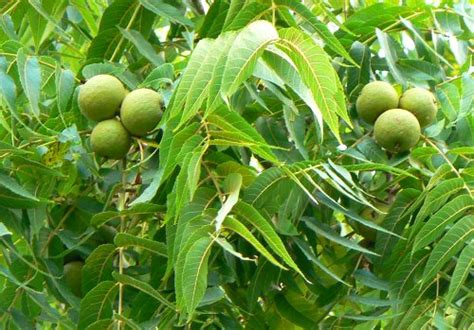 Walnuts Juglone And Allelopathy Myths