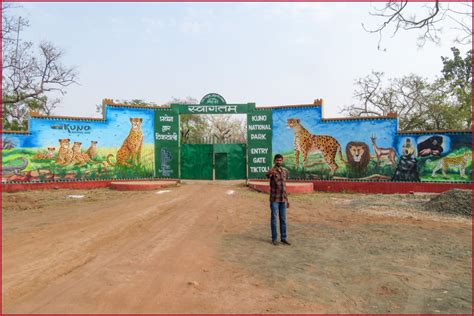 What Is Kuno National Park And Why It Was Chosen As Home For African Cheetahs
