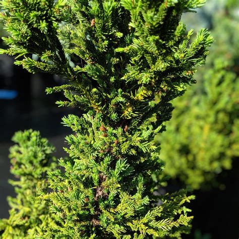 Black Dragon Japanese Cedar Cryptomeria Japonica Black Dragon