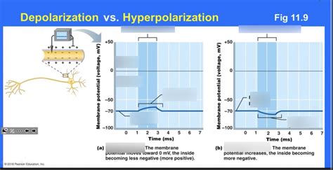 Hyper Vs Depolarization Diagram Quizlet