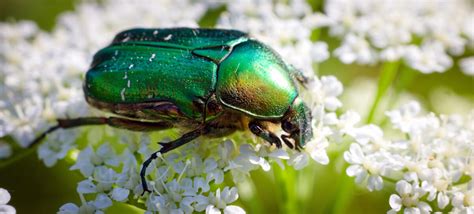 The Nhbs Guide To Uk Common Garden Beetles