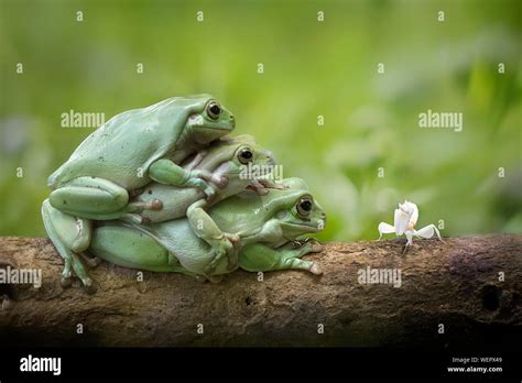 Tree Frogs Mating High Resolution Stock Photography And Images Alamy