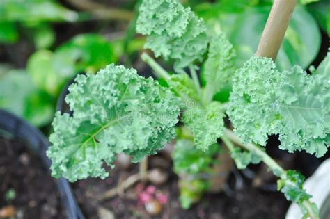 Kale Brassicaceae Or Brassica Oleracea Plant Stock Image Image Of