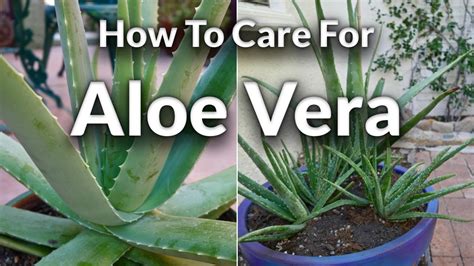 How To Take Care Of An Aloe Vera Plant Wikihow At Xavier Brill Blog