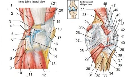 Netters Orthopedic Anatomy