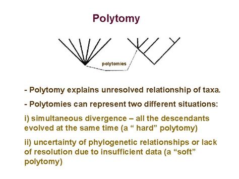 Tree Terminologies Phylogenetic Tree Phylogenetic Relationships Are