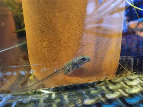Froglet Identification Help Please Details In Comments Rherpetology