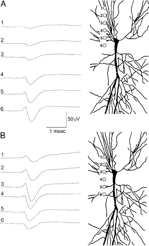 Simultaneous Recording Of Extracellular Spike Waveforms By A Linear