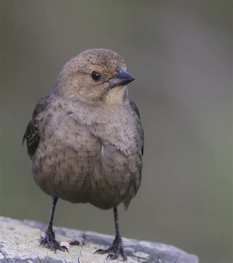 Brown Headed Cowbird Female Larry Bolander Flickr