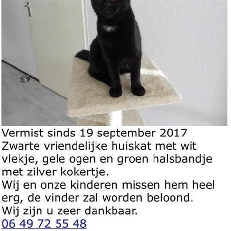 Kater Vermist Van Mijn Dochter Bel A U B Als Je Hem Tegen Komt In