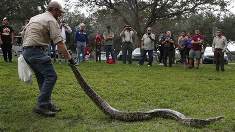 Pythons Rounded Up In Annual Florida Everglades Hunt Cnn