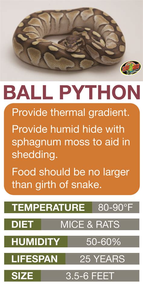 Ball Python Care Sheet Learn The Basics Of Ball Python Habitat Setup