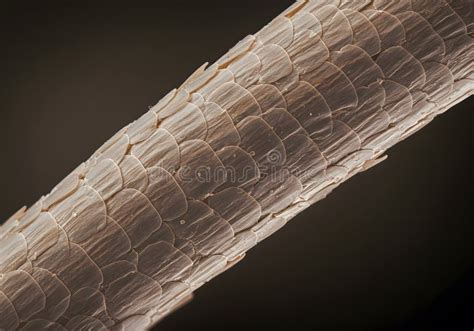 Hair Strand Under Microscope Stock Illustration Illustration Of