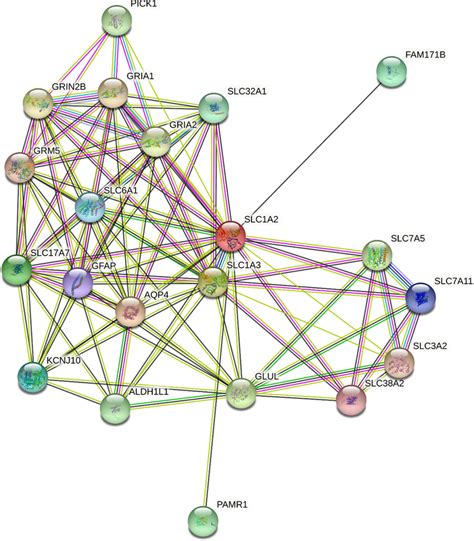 the string protein protein interaction ppi analysis queried with