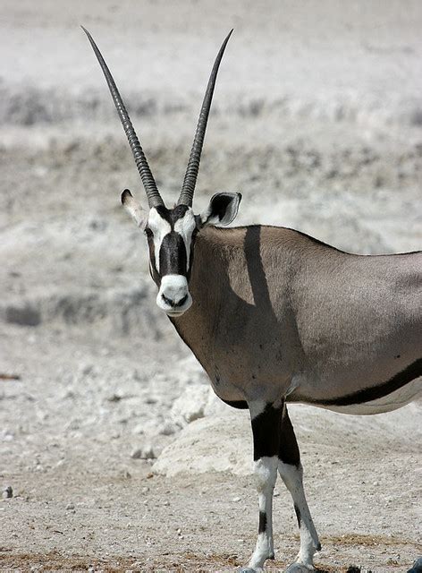 Orice Del Caboorix Gazella View On Black Etosha Nat Park Flickr