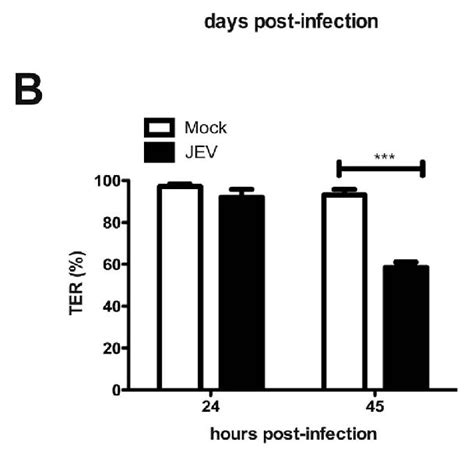 Inhibition Of Jev Replication Blocks Permeability Barrier Disruption