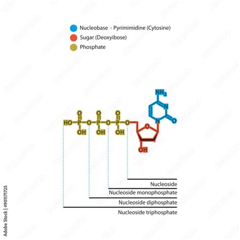 Diagram Of Nucleoside Deoxycytidine Mono Di And Trip Phosphate