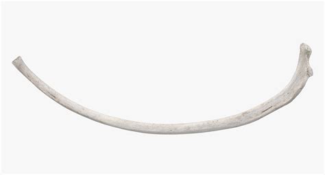 3d Bear Ursus Rib T10 Turbosquid 2163641