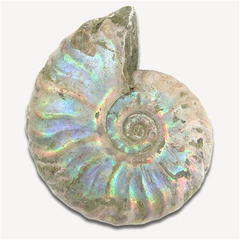 Iridescent Hues Can Also Be Seen In Sea Shells Structural Color Sea Shells Shells