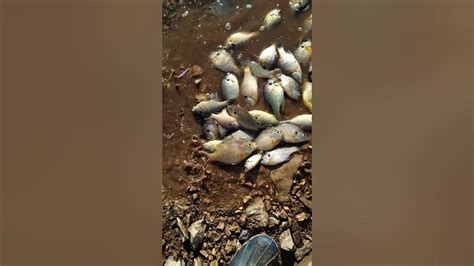 Shellcracker Youtube