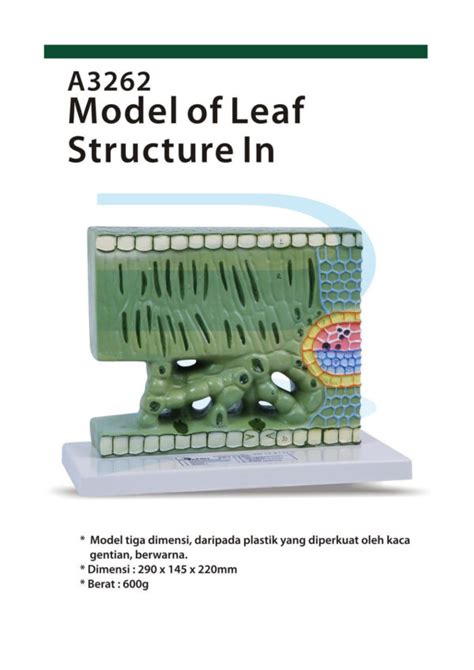 Model Of Leaf Structure Prosaintis