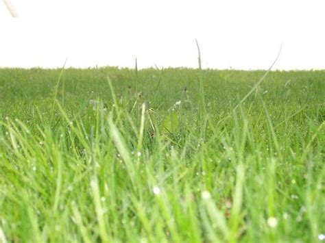 Grass Knoll By Linuxfox00 On Deviantart