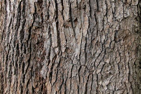 Tree Bark Background Texture Stock Photo Image Of Environment Textured 54473274