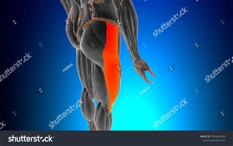 Iliotibial Tract Band Anatomy Medical Concept Stock Illustration