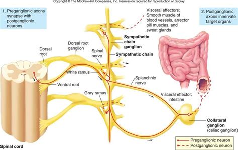 Sympathetic Nervous System Pathway Autonomic Nervous System Nervous