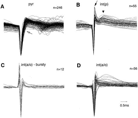 Waveform Differences Of Pyramidal Cells And Interneurons Superimposed