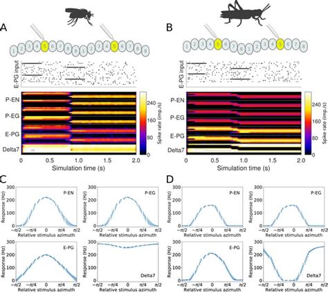 The Head Direction Circuit Of Two Insect Species Elife
