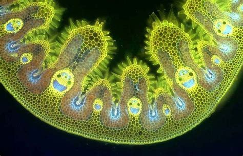 50 Faces In Everyday Objects Things Under A Microscope Microscopic