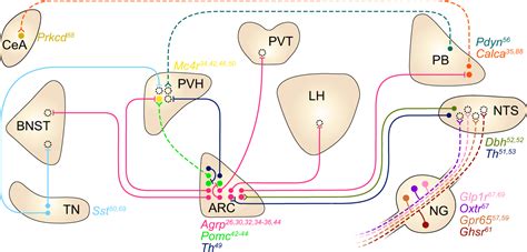 11 Extraordinary Facts About Neural Circuits In Feeding Behavior