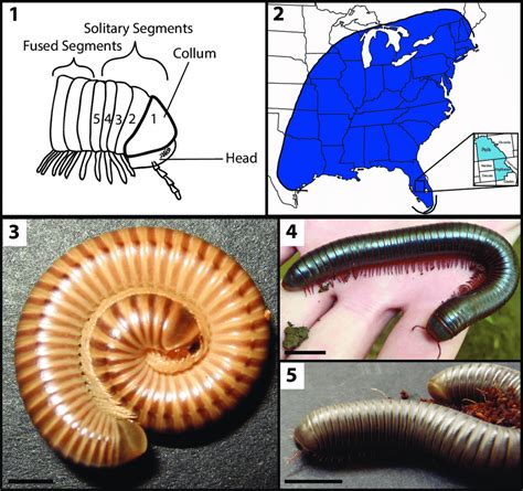 Millipede Diagram And Label