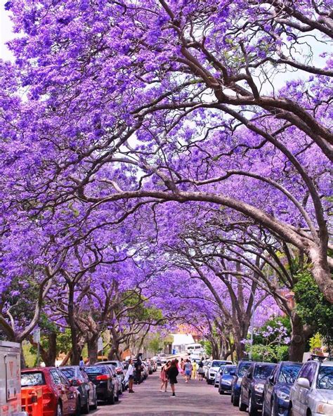 Tina He On Instagram “jacarandas Spring Ing To Life At Kirribilli 💜😊