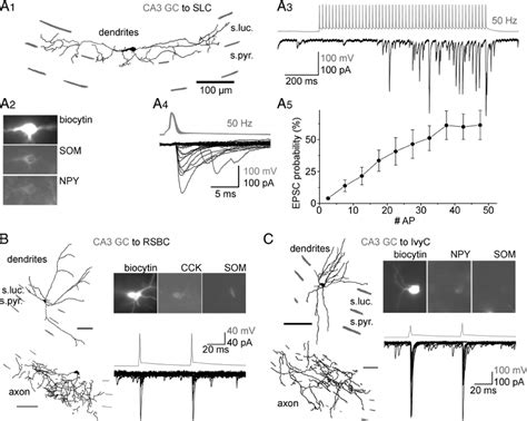 Monosynaptic Output From Ca3 Gcs Onto Ca3 Gabaergic Cells A 1 A 2