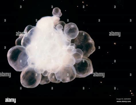 Larva Of Mouse Tapeworm Light Micrograph Of The Budding Larval Stage Metacestode Of The