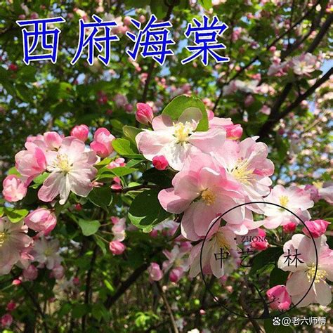 家里为啥不能养海棠花？原因告诉你！庭院影响盆栽