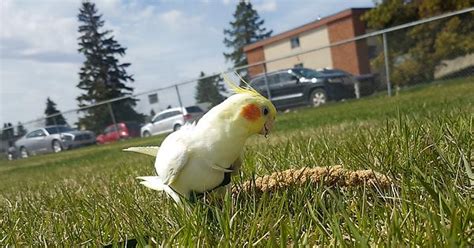 Bird Doing Bird Things Album On Imgur