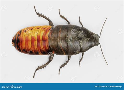 Hisser Cartoons Illustrations And Vector Stock Images 14 Pictures To