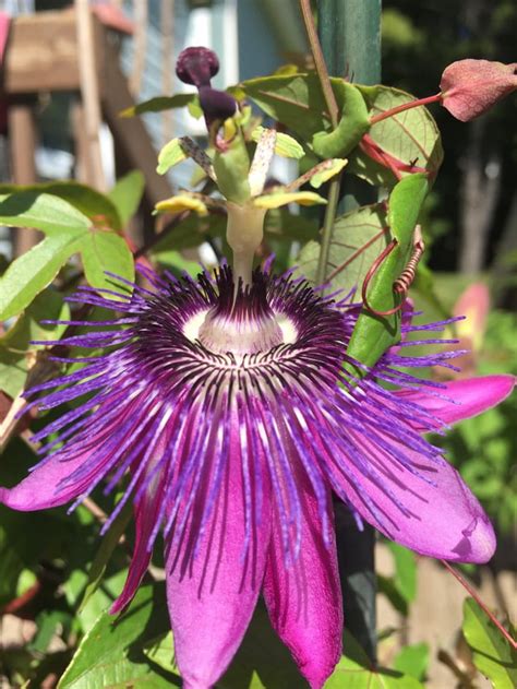 My Two Beautiful Passifloras 😍 Rtropicalplants