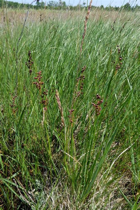 Juncus Gerardii Burgenland Flora