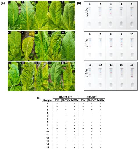 Application Analysis Of The Triplex Rt Rpa Lfd Assay A Download