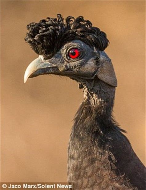 Crested Guineafowl Guttera Pucherani Edouardi Is Photographed With A